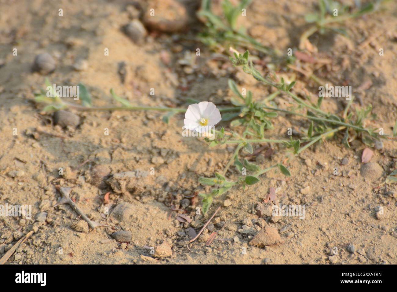 Prostrate Bindweed (Convolvulus prostratus) Plantae Stock Photo - Alamy