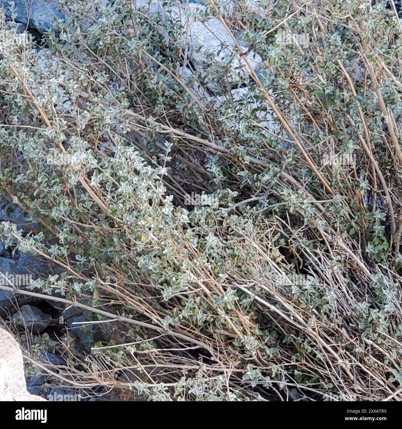 desert lavender (Condea emoryi) Plantae Stock Photo - Alamy