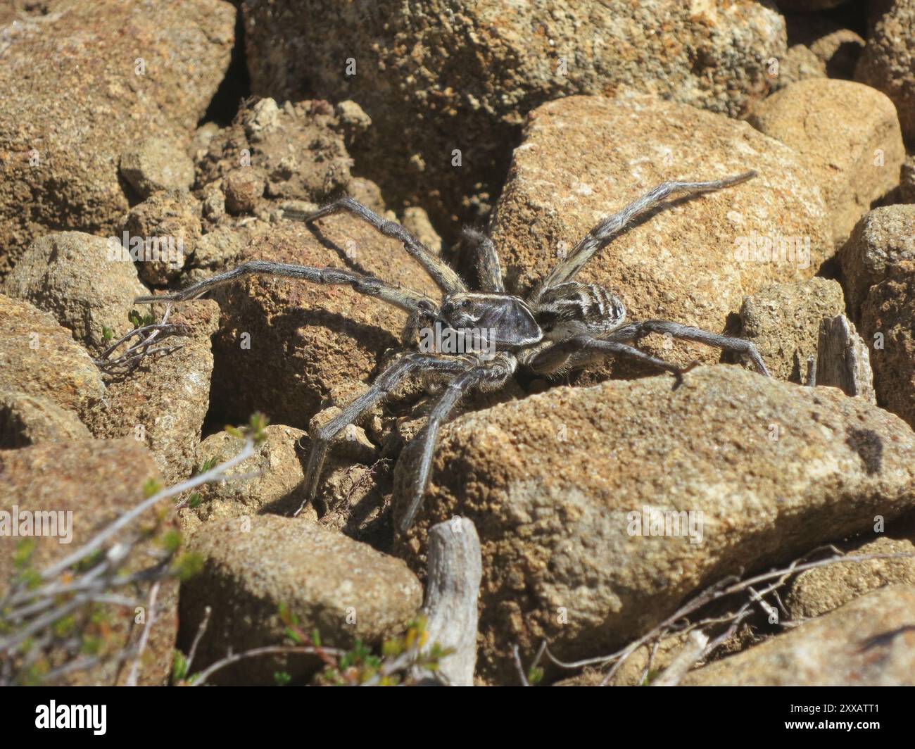 Union-Jack Wolf Spiders (Tasmanicosa) Arachnida Stock Photo - Alamy