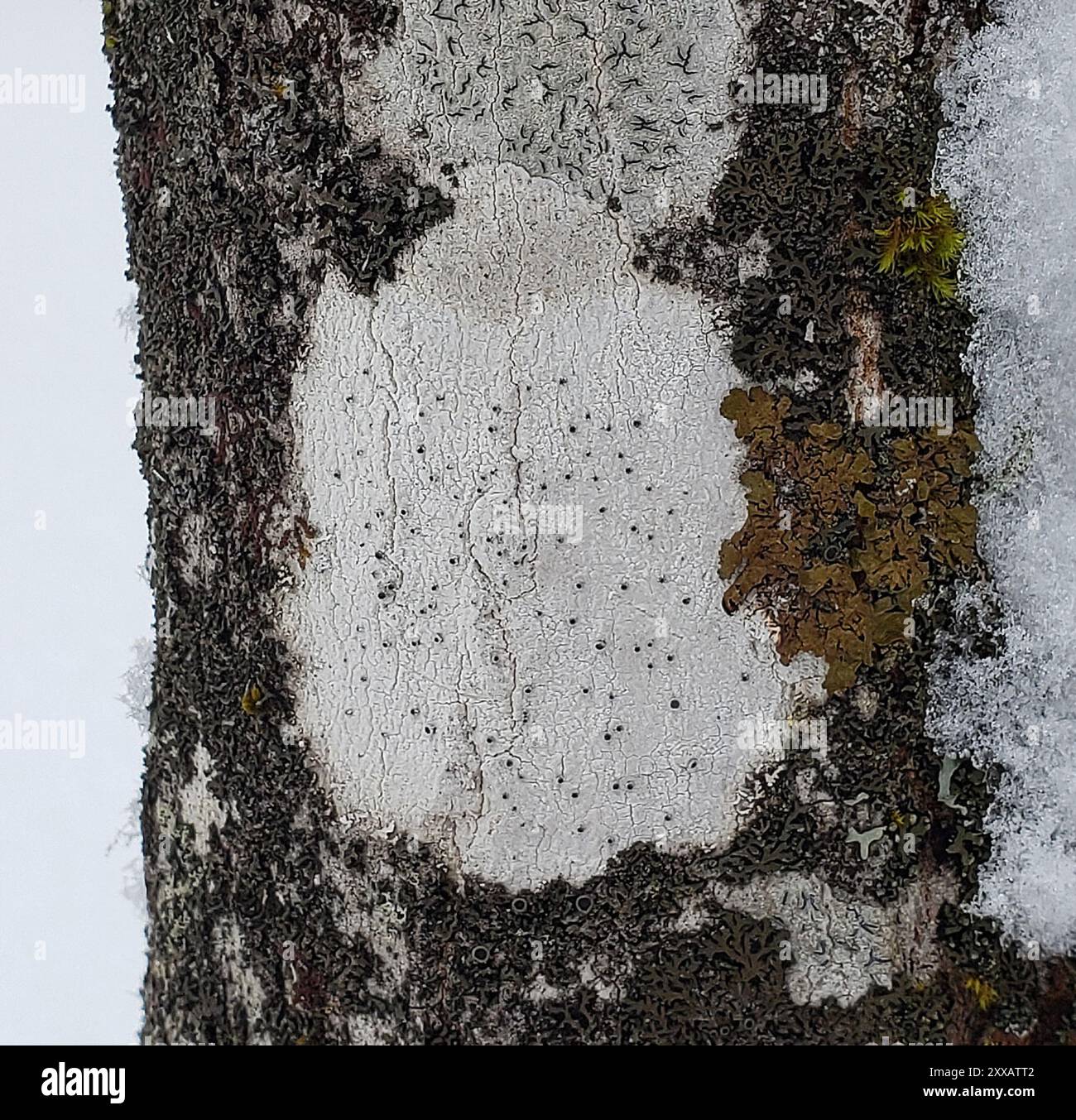 Black-eyed Rim Lichen (Lecanora circumborealis) Fungi Stock Photo - Alamy