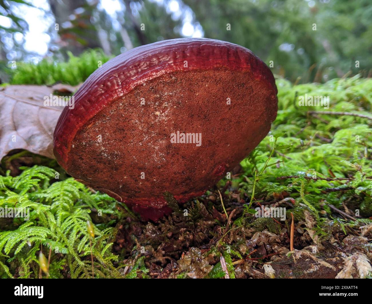 West Coast Reishi (Ganoderma oregonense) Fungi Stock Photo - Alamy