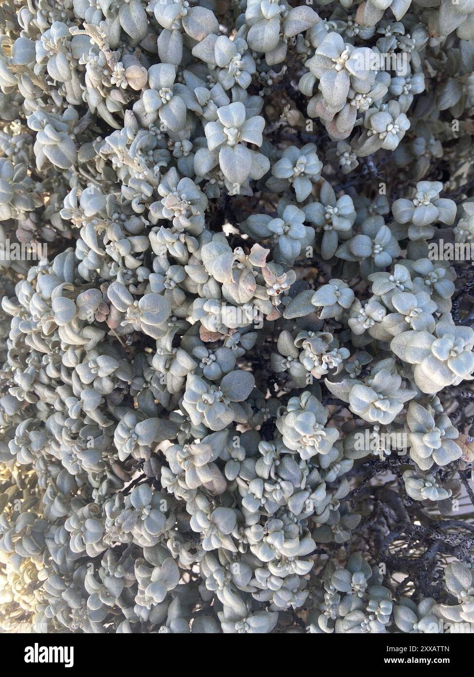 Roundleaf buffaloberry (Shepherdia rotundifolia) Plantae Stock Photo ...