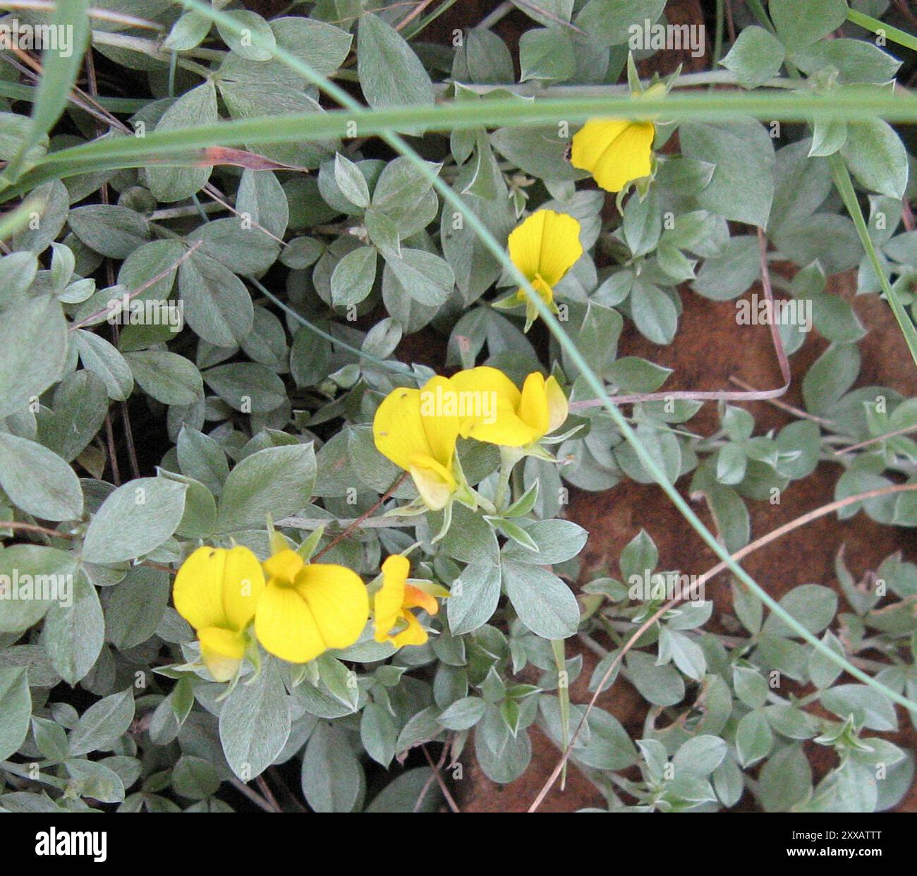 (Lotononis laxa) Plantae Stock Photo - Alamy