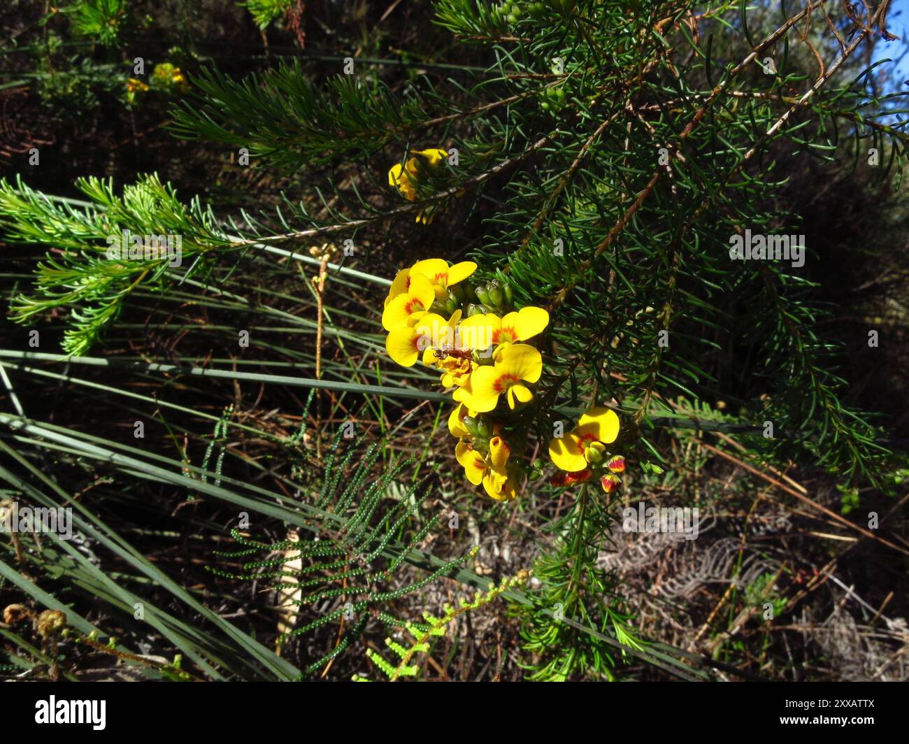 Smooth Parrot-pea (Dillwynia glaberrima) Plantae Stock Photo - Alamy