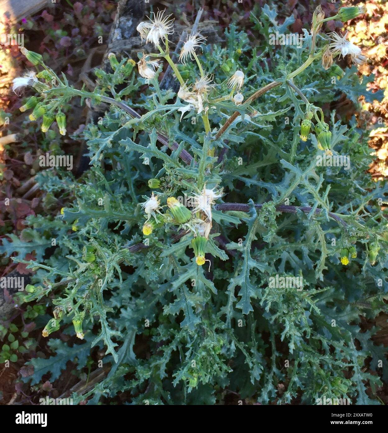 common groundsel (Senecio vulgaris) Plantae Stock Photo - Alamy