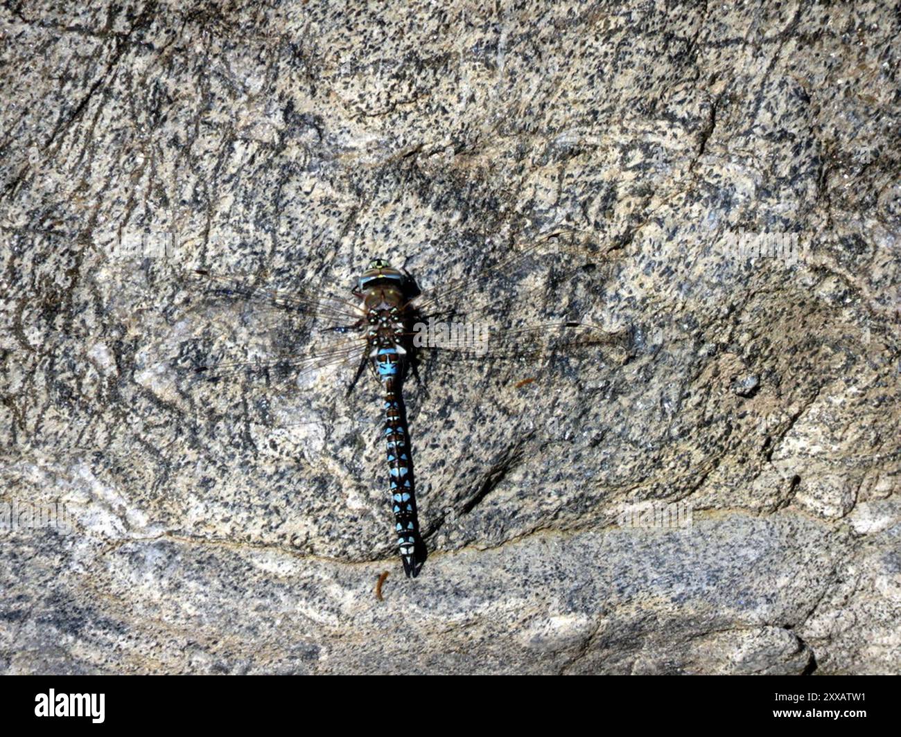 (Rhionaeschna variegata) Insecta Stock Photo - Alamy