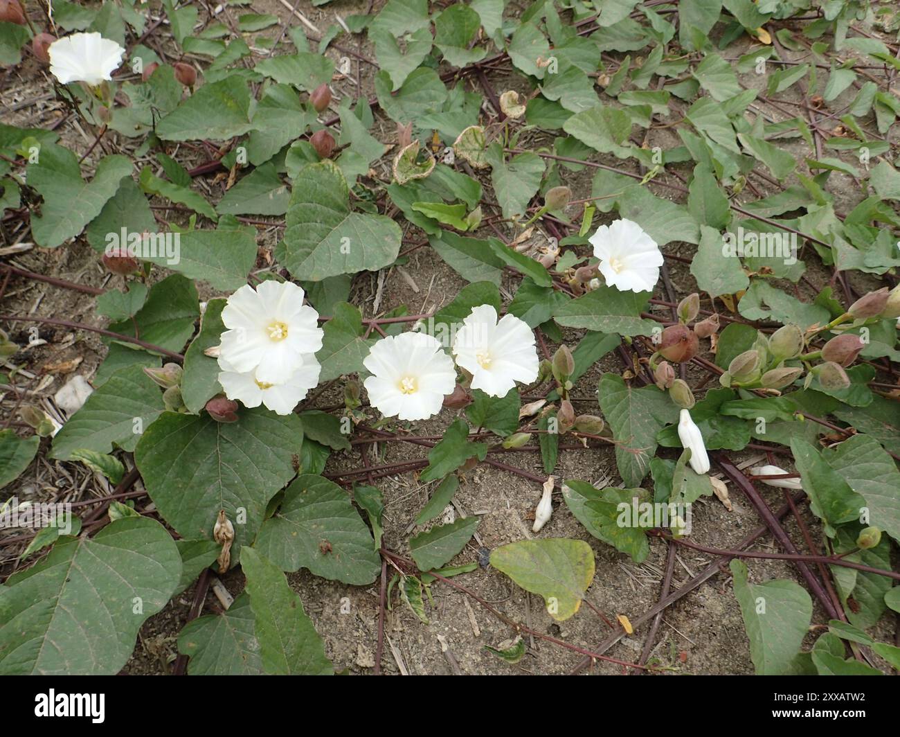 Turpeth (Operculina turpethum) Plantae Stock Photo - Alamy