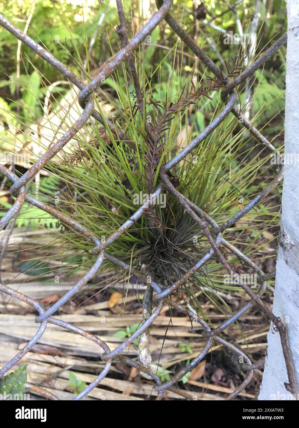 southern needleleaf airplant (Tillandsia setacea) Plantae Stock Photo ...