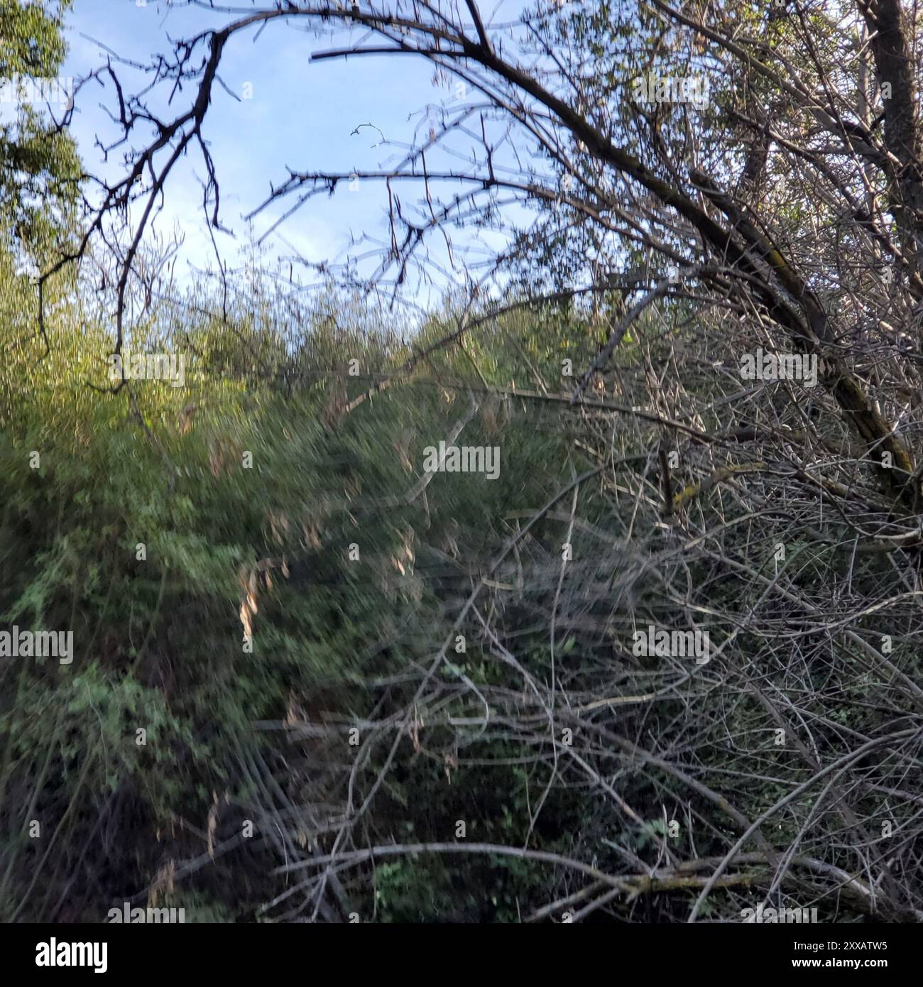 California Ash (Fraxinus dipetala) Plantae Stock Photo - Alamy