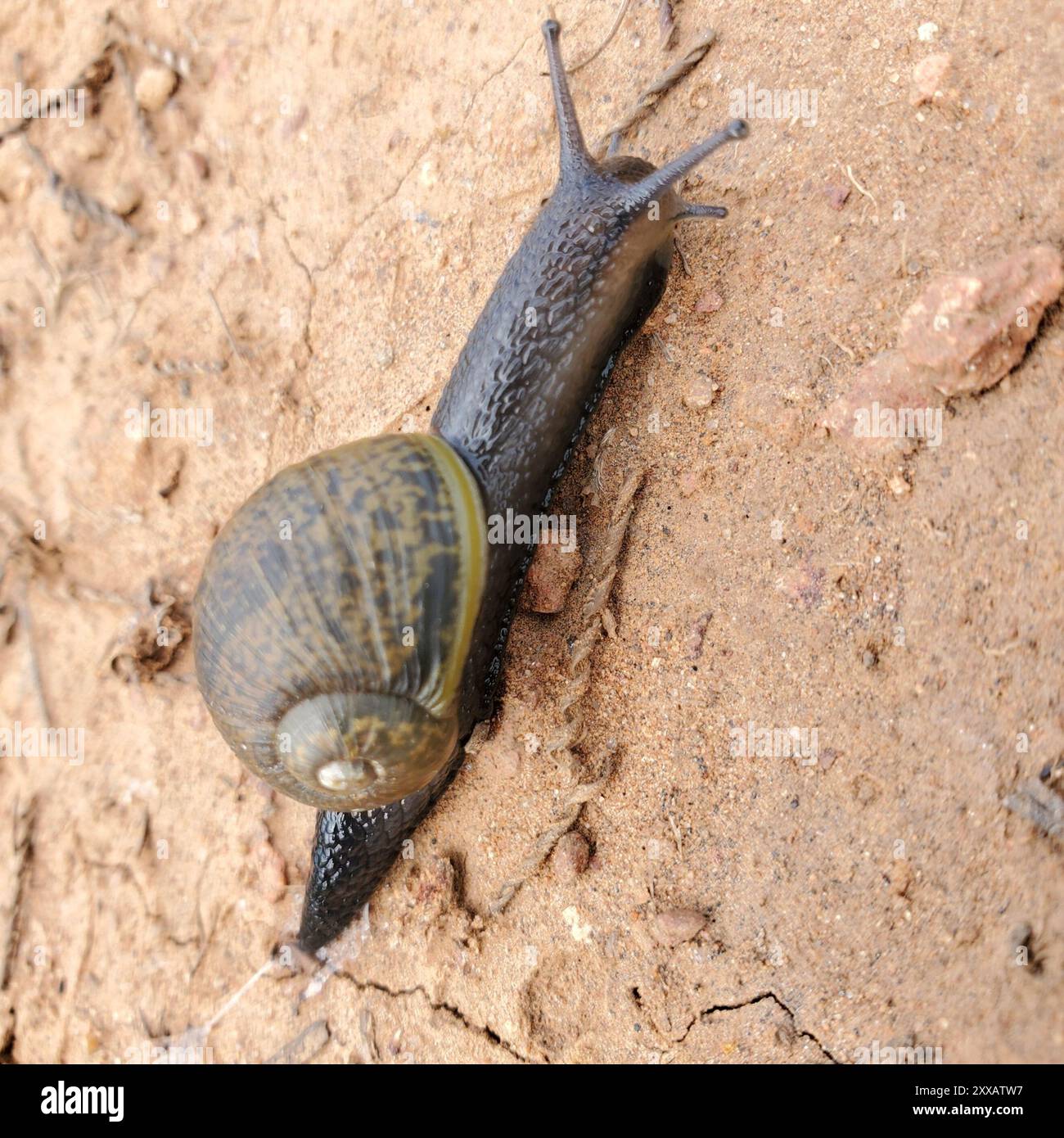 Green Garden Snail (Cantareus apertus) Mollusca Stock Photo - Alamy
