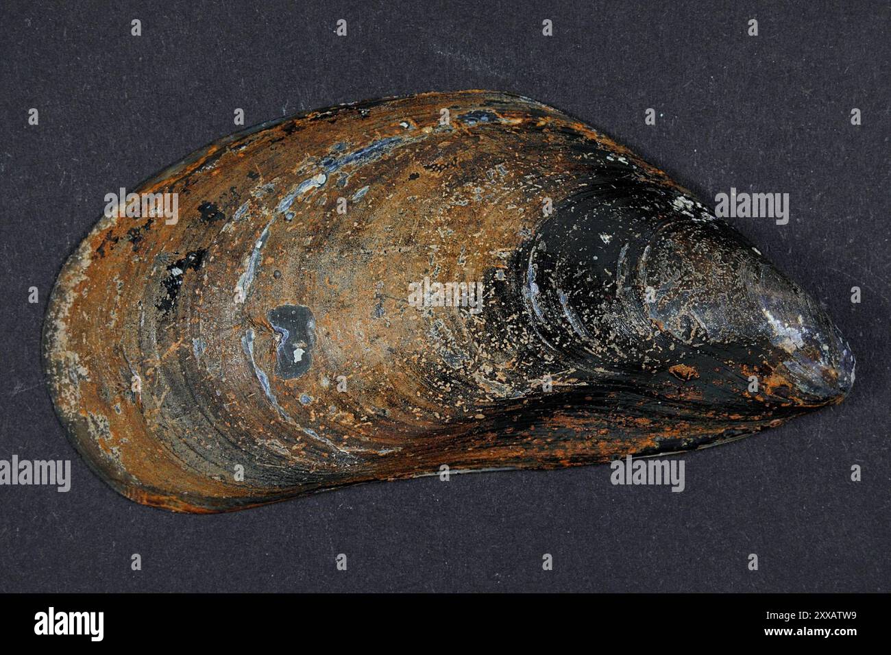 Blue Mussel (Mytilus edulis) Mollusca Stock Photo - Alamy