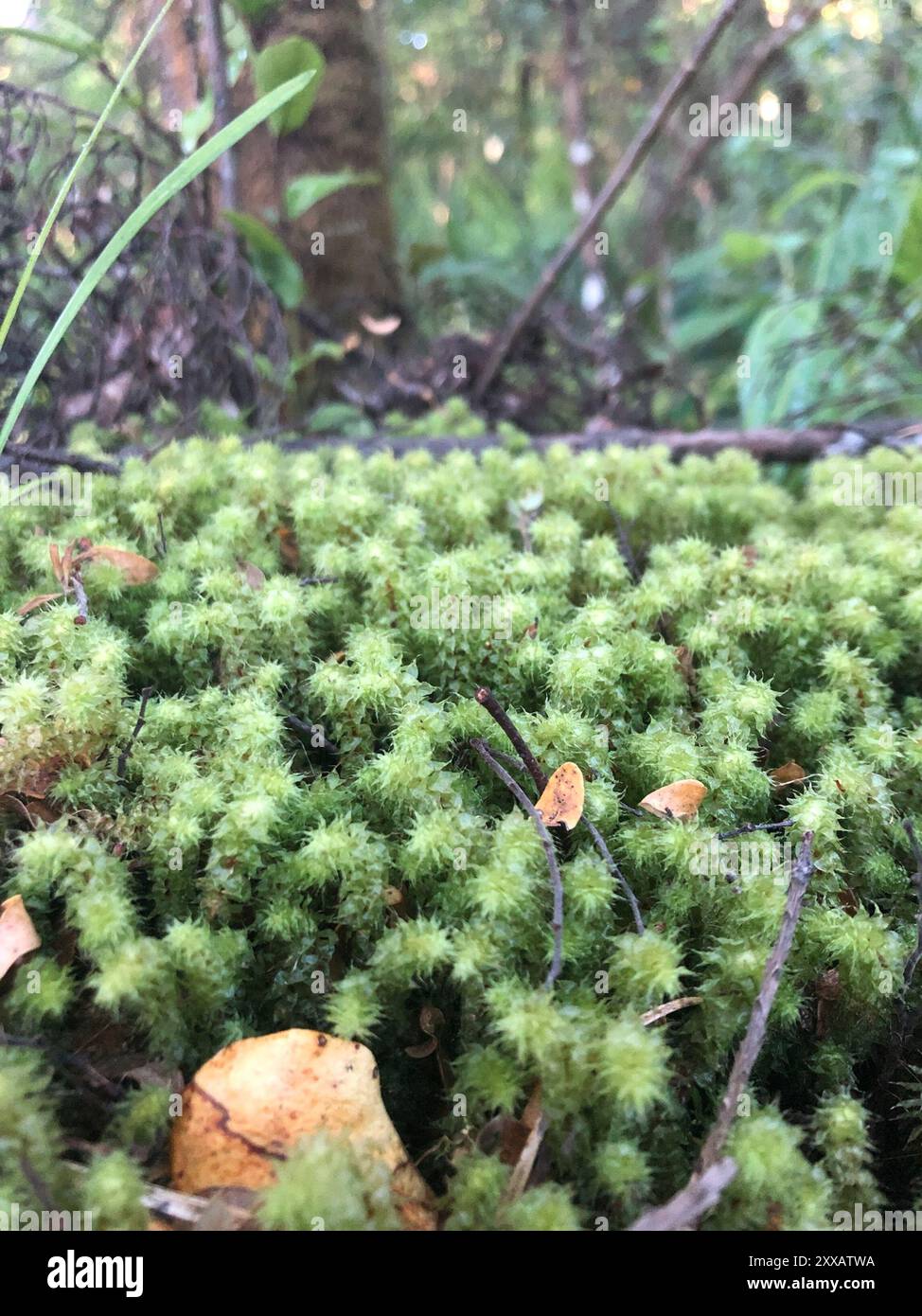 pipe-cleaner moss (Ptychomnion aciculare) Plantae Stock Photo - Alamy