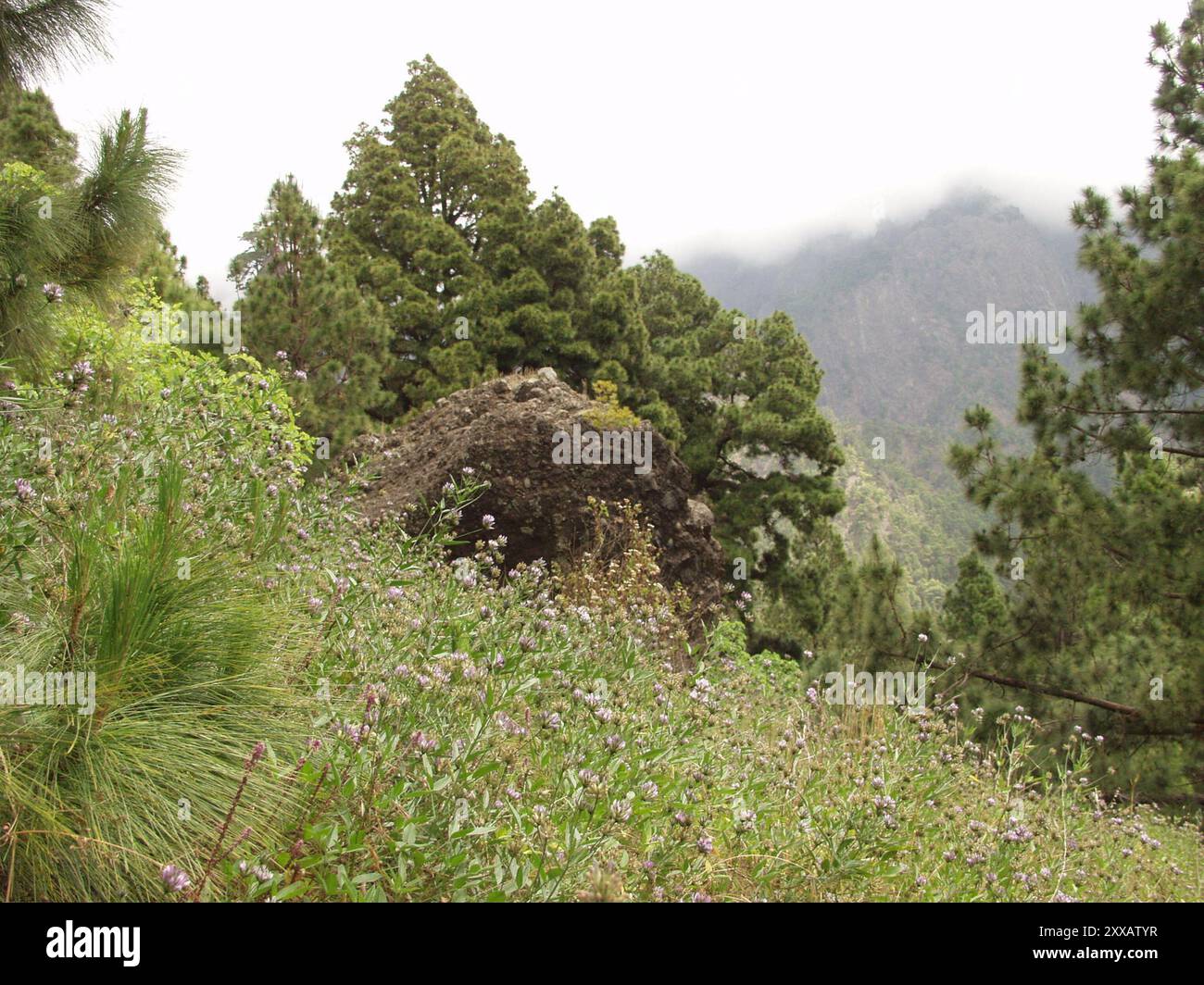 arabian pea (Bituminaria bituminosa) Plantae Stock Photo - Alamy
