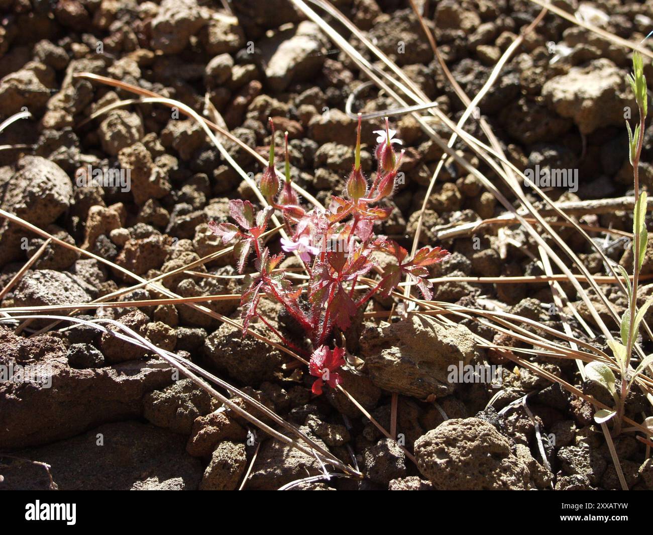 Little-Robin (Geranium purpureum) Plantae Stock Photo - Alamy