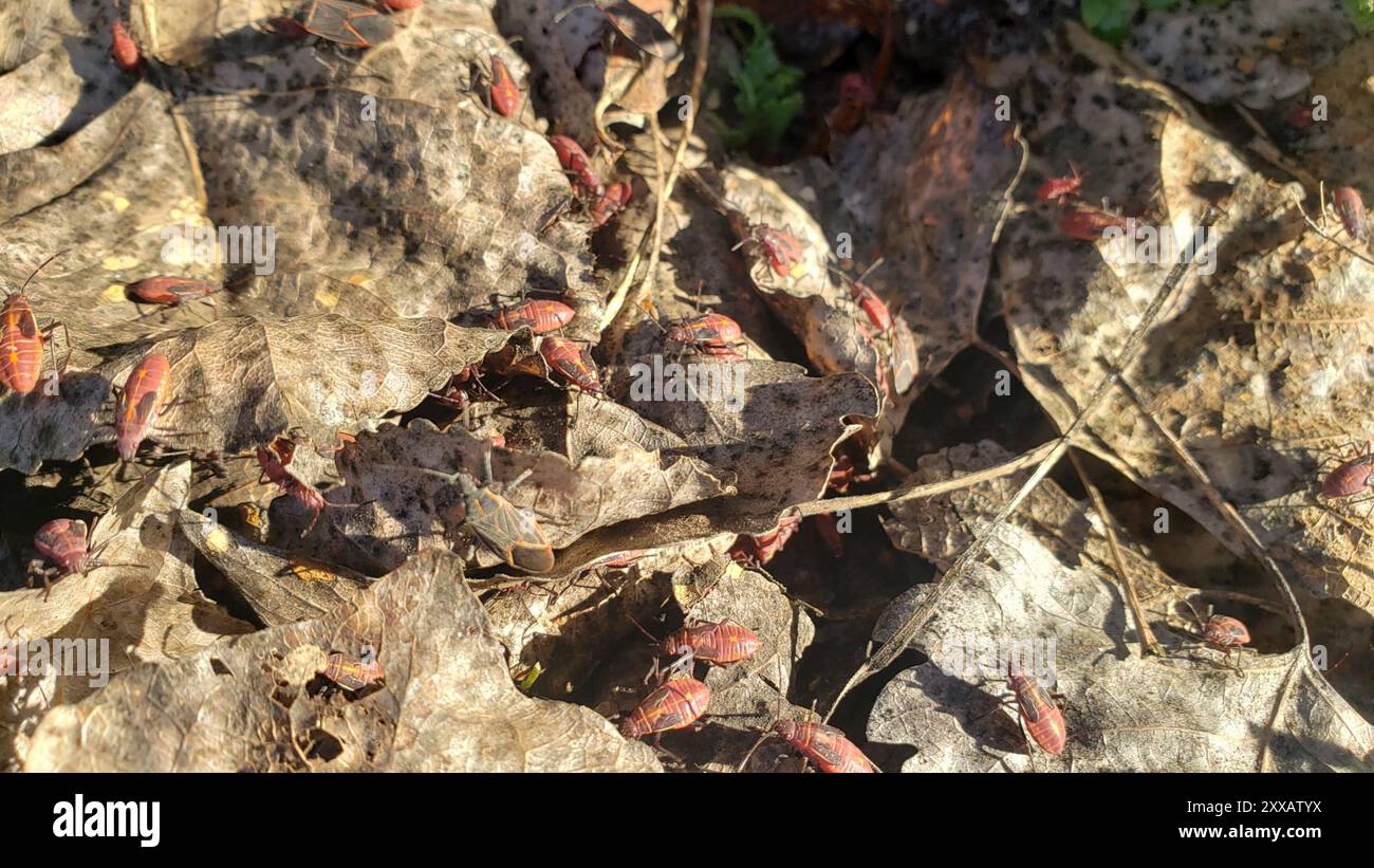 Western Boxelder Bug (Boisea rubrolineata) Insecta Stock Photo - Alamy