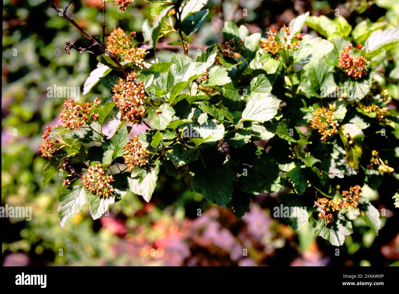 common ninebark (Physocarpus opulifolius) Plantae Stock Photo - Alamy