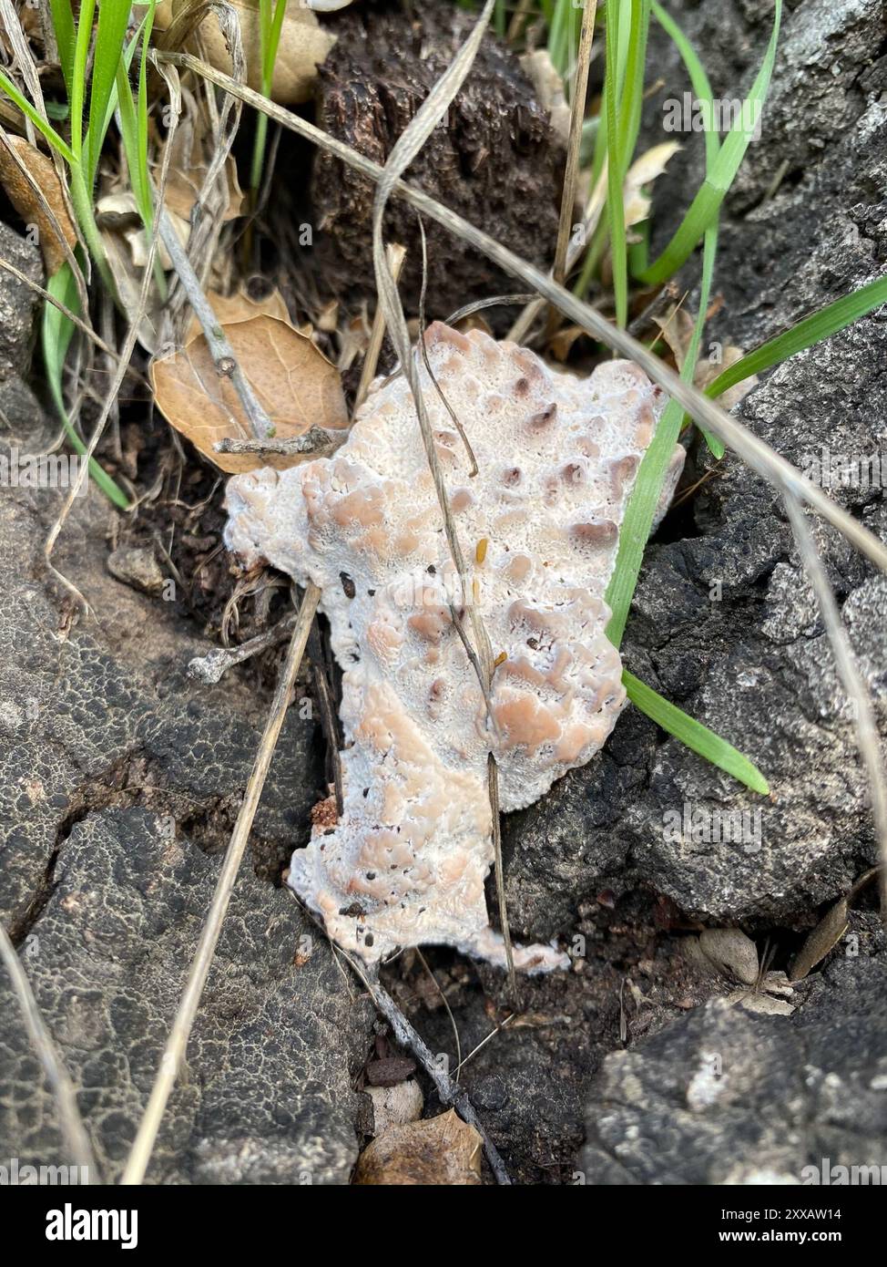Blushing Rosette (Abortiporus biennis) Fungi Stock Photo - Alamy