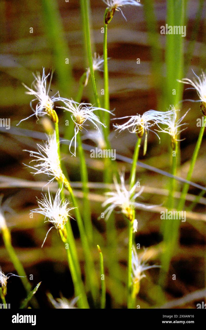 Cotton Deergrass (Trichophorum alpinum) Plantae Stock Photo - Alamy