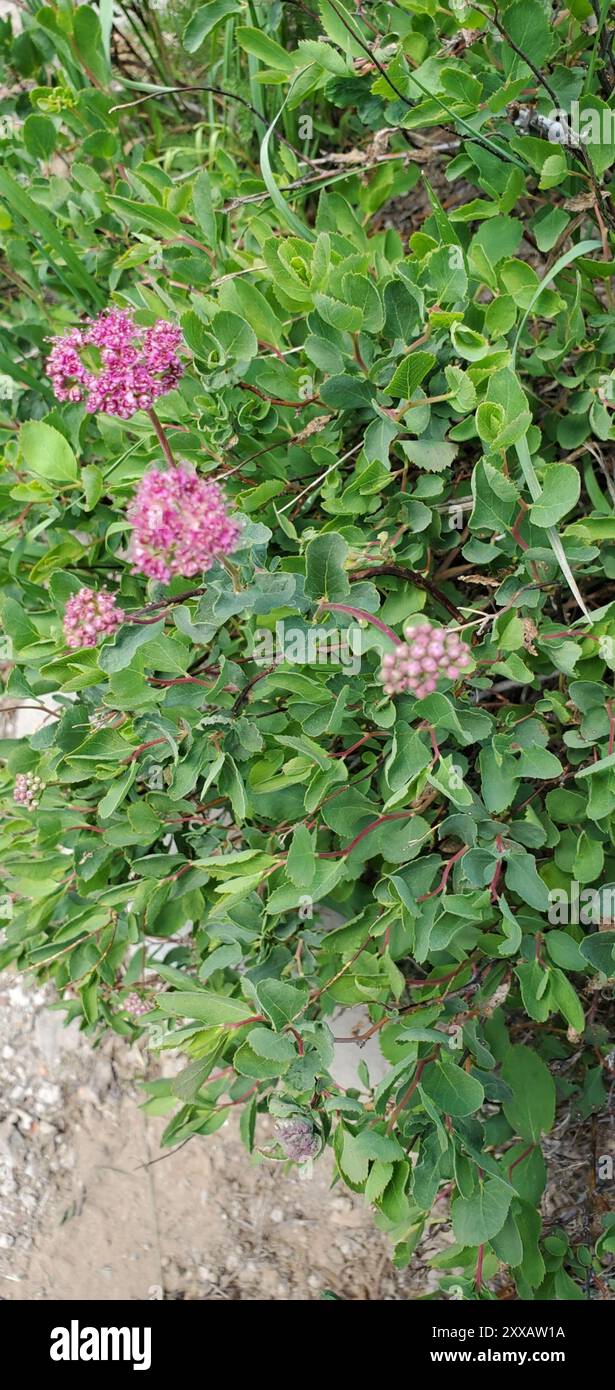 Mountain Spirea (Spiraea splendens) Plantae Stock Photo - Alamy