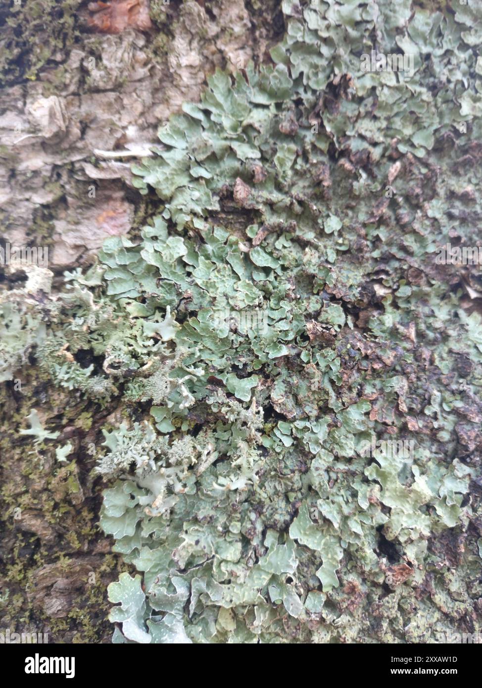 shield lichen (Parmelia sulcata) Fungi Stock Photo - Alamy