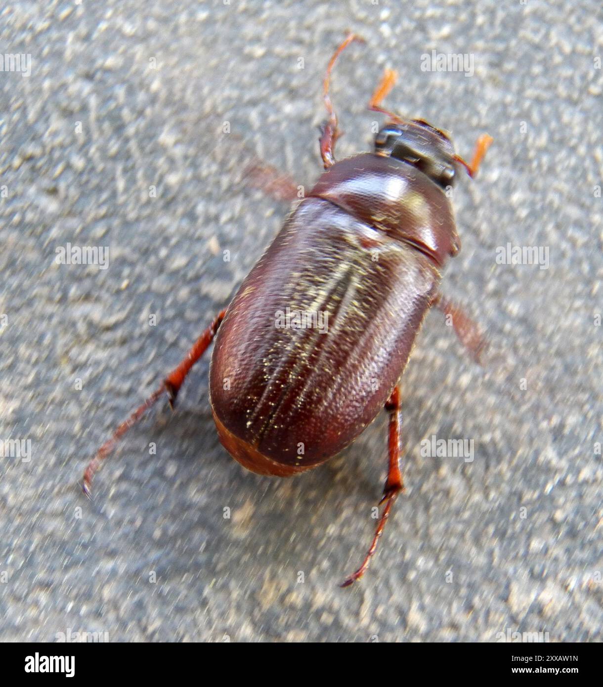 May Beetles (Phyllophaga) Insecta Stock Photo - Alamy