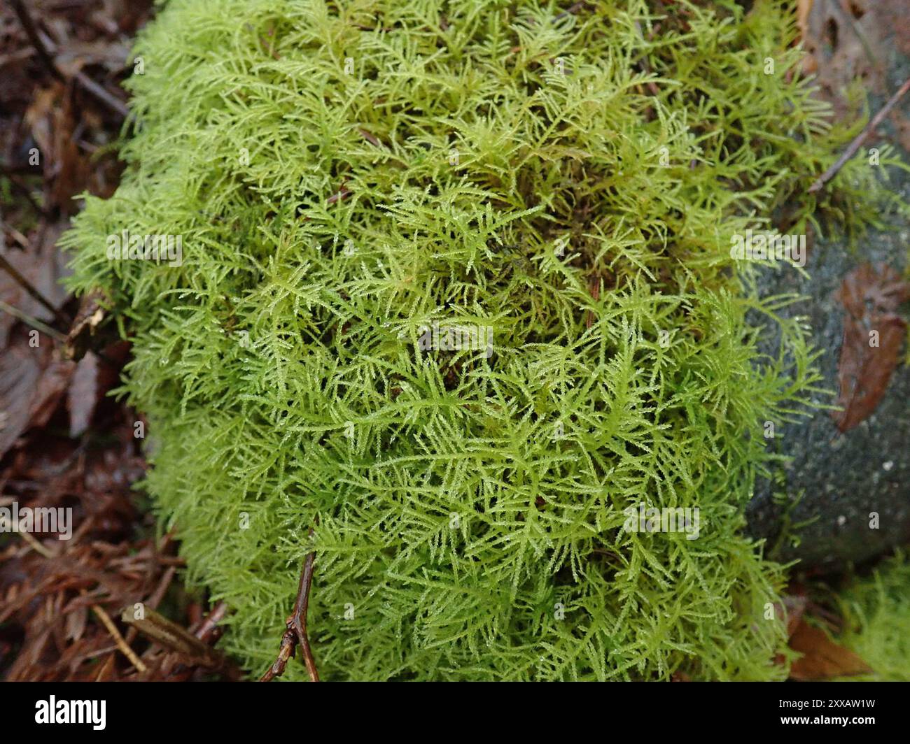 Common Feather-moss (Kindbergia praelonga) Plantae Stock Photo - Alamy