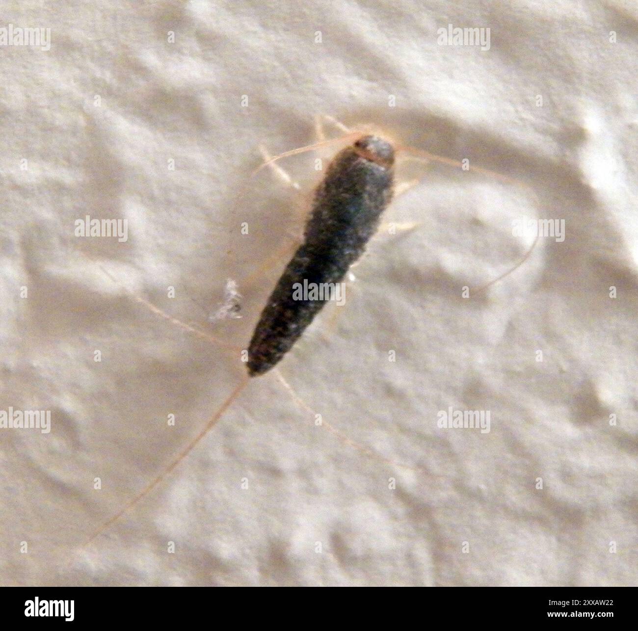 Long-tailed Silverfish (Ctenolepisma longicaudatum) Insecta Stock Photo ...