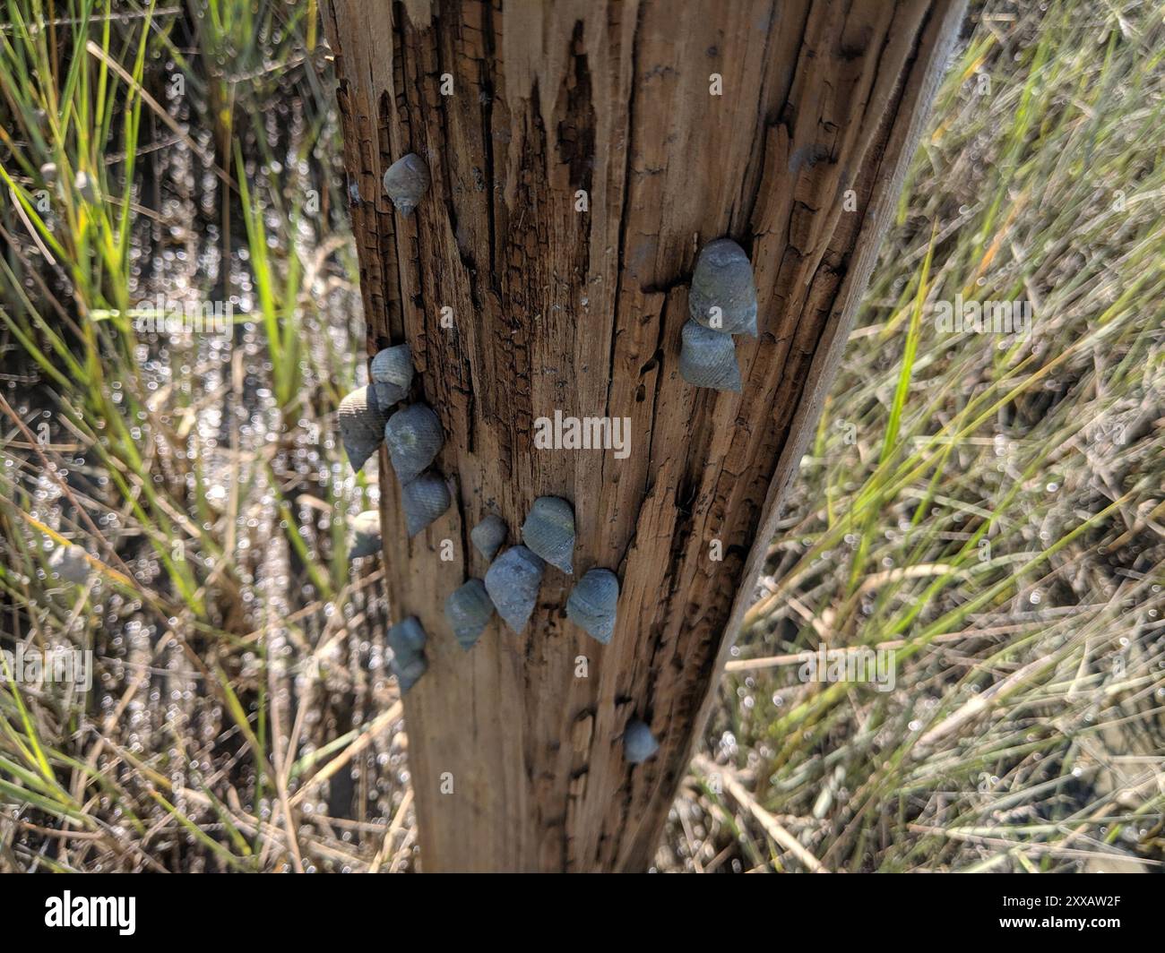 Marsh periwinkle hi-res stock photography and images - Alamy