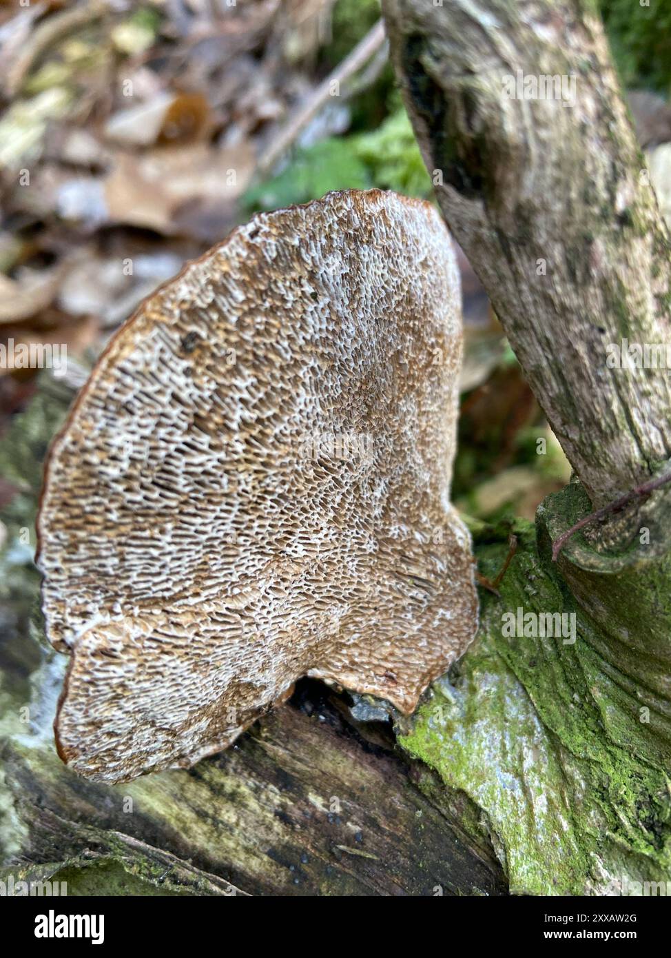 Thin-walled Maze Polypore (Daedaleopsis confragosa) Fungi Stock Photo ...
