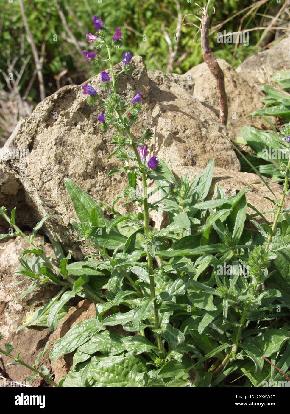 purple viper's-bugloss (Echium plantagineum) Plantae Stock Photo - Alamy
