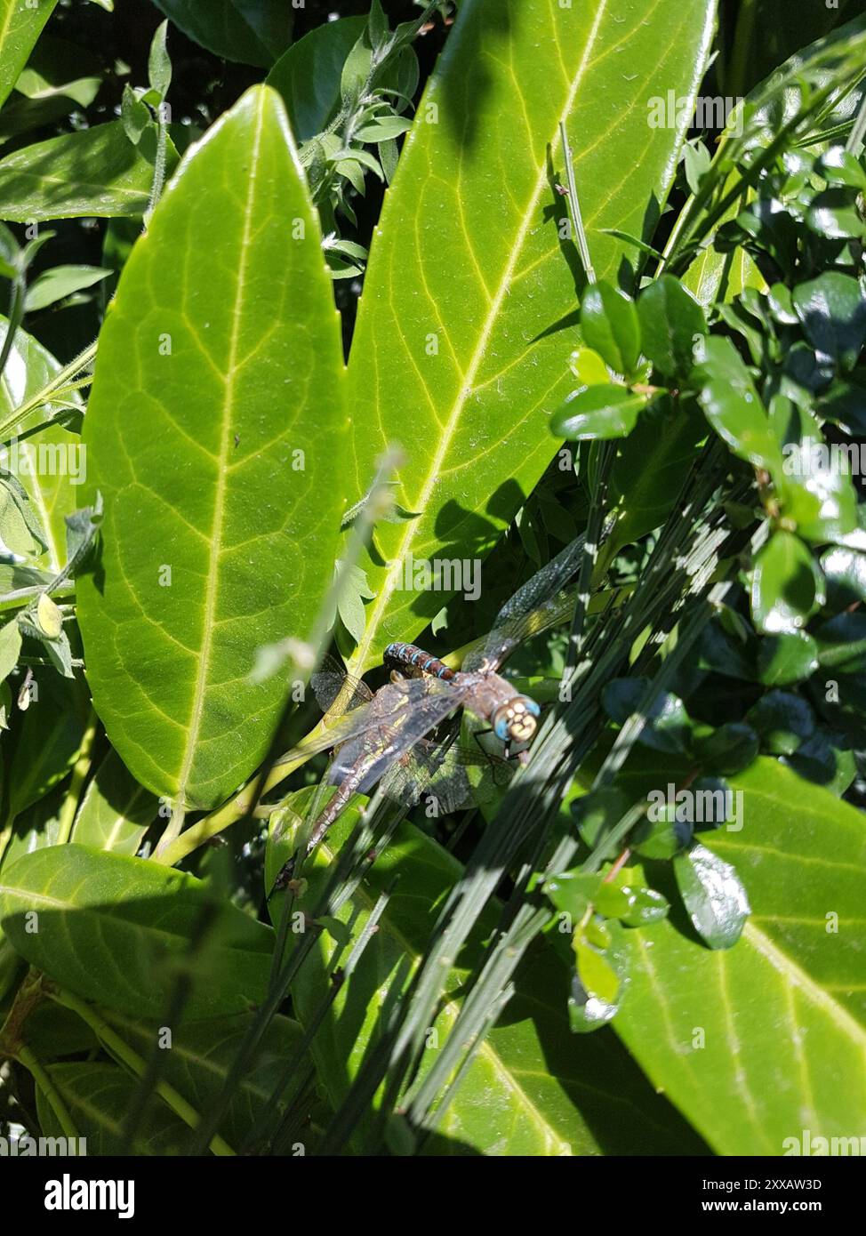 Neotropical Darners (Rhionaeschna) Insecta Stock Photo - Alamy