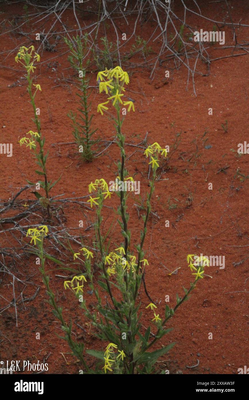 Finger Phloxes (Manulea) Plantae Stock Photo - Alamy