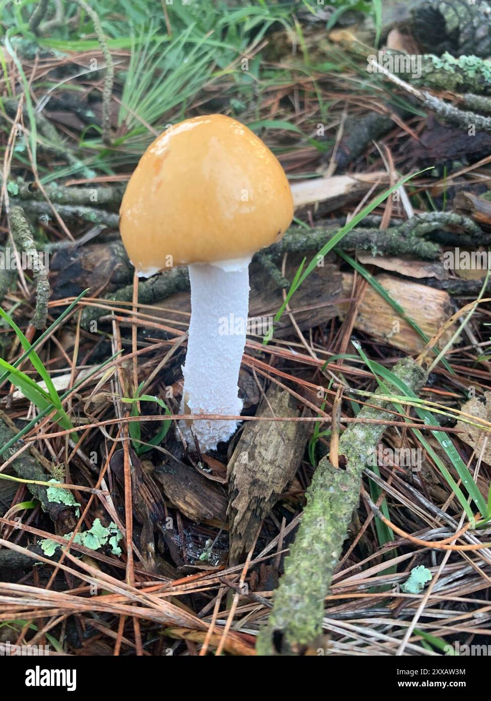Questionable Stropharia (Stropharia ambigua) Fungi Stock Photo - Alamy