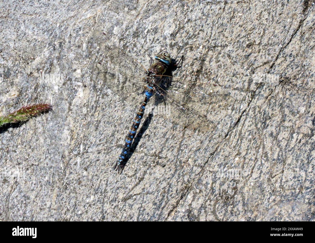 (Rhionaeschna variegata) Insecta Stock Photo - Alamy