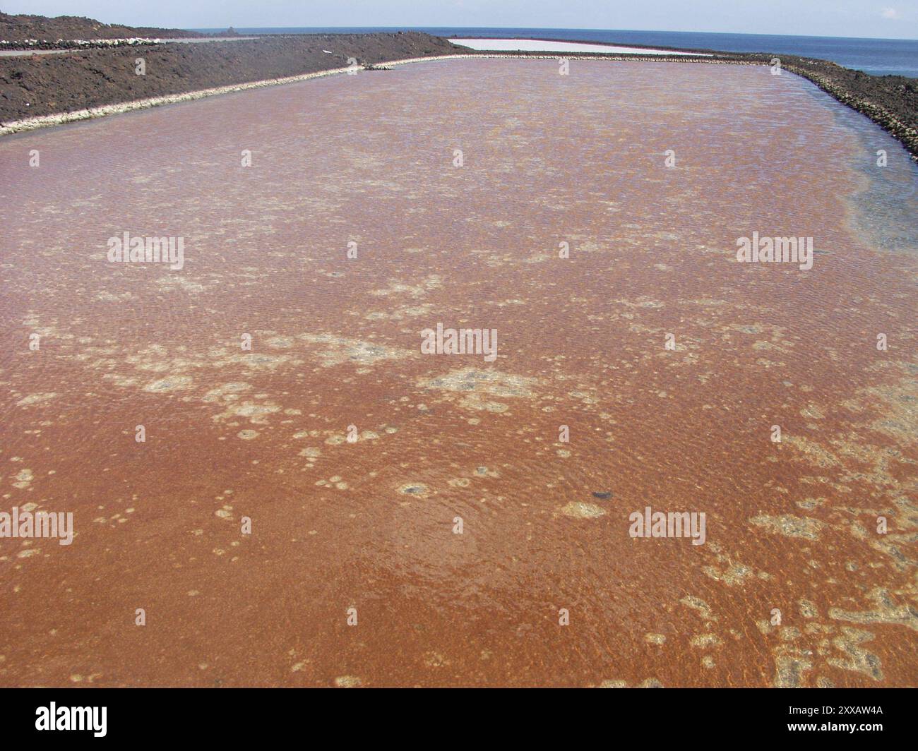 (Dunaliella salina) Plantae Stock Photo - Alamy