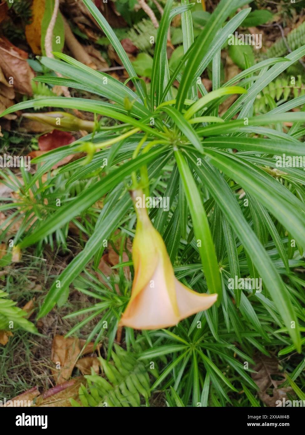 Be-still tree (Cascabela thevetia) Plantae Stock Photo - Alamy