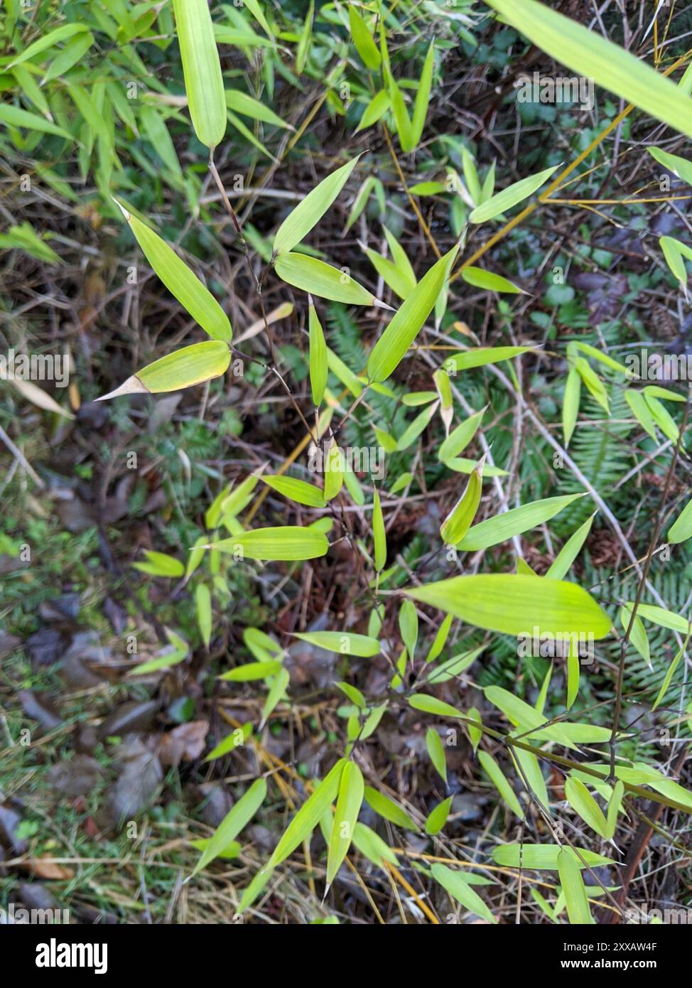fishpole bamboo (Phyllostachys aurea) Plantae Stock Photo - Alamy