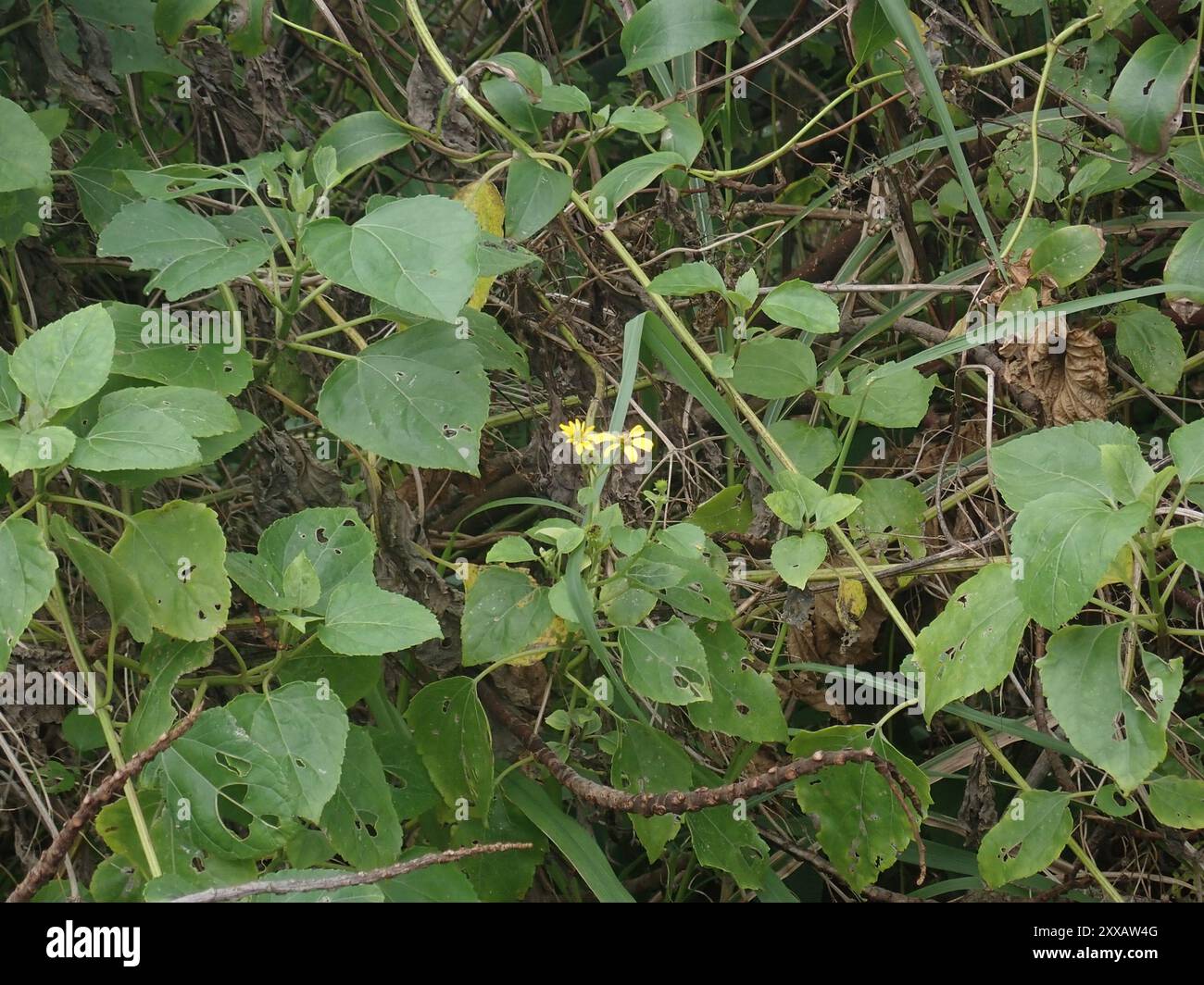 sea daisy (Wollastonia biflora) Plantae Stock Photo - Alamy
