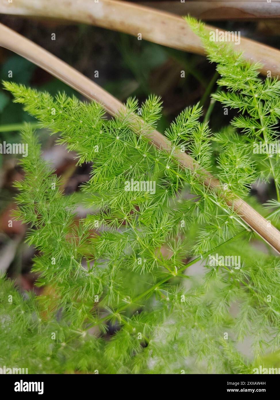 Common Asparagus Fern (Asparagus setaceus) Plantae Stock Photo - Alamy