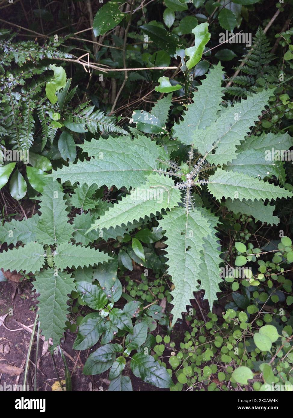 Tree Nettle (Urtica ferox) Plantae Stock Photo - Alamy