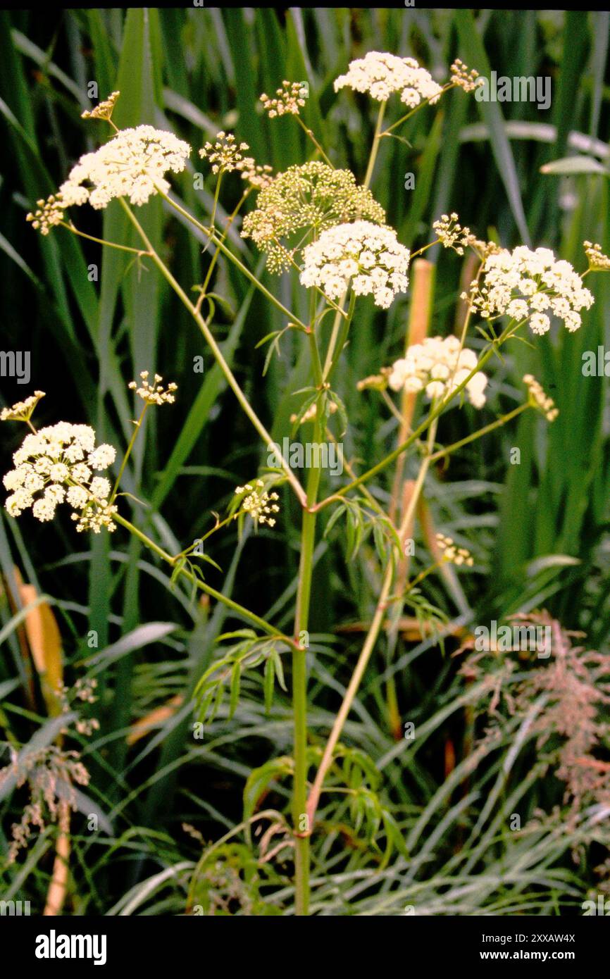 water hemlock (Cicuta maculata) Plantae Stock Photo - Alamy