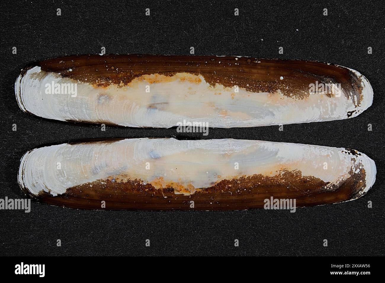 Pod Razor (Pharus legumen) Mollusca Stock Photo - Alamy