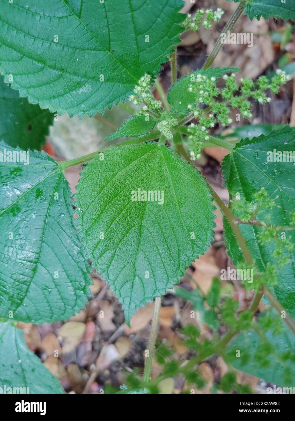 West Indian woodnettle (Laportea aestuans) Plantae Stock Photo - Alamy