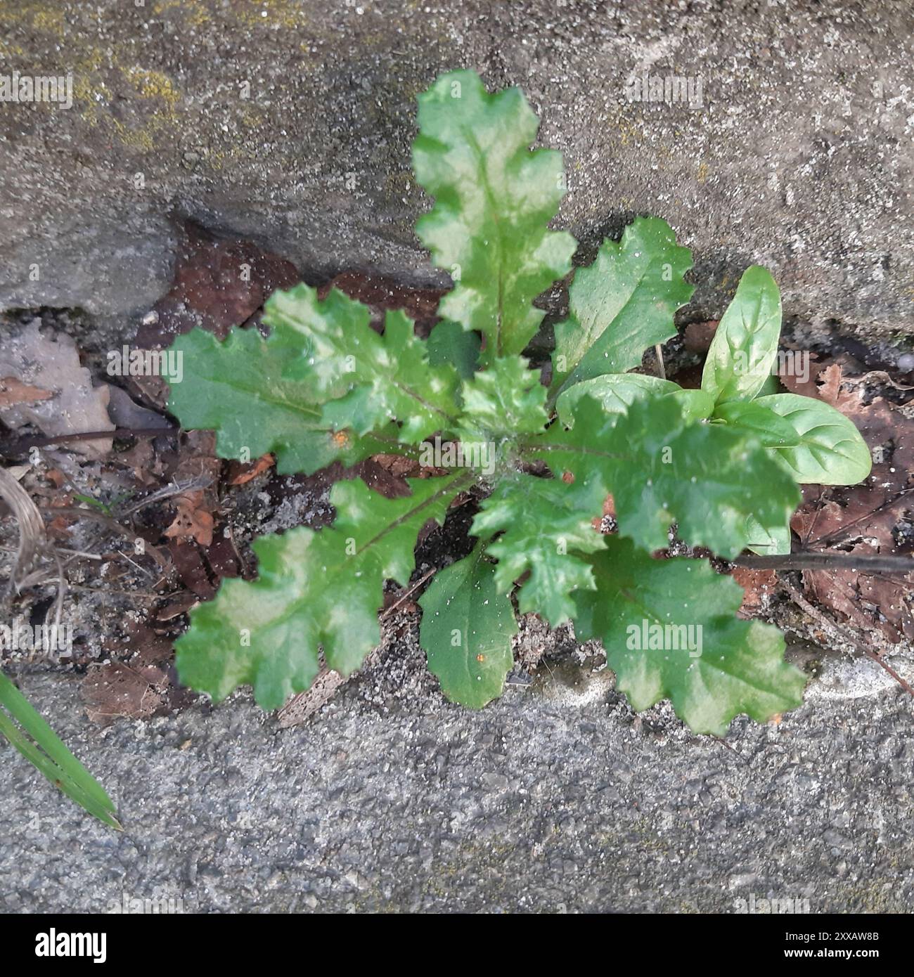 common groundsel (Senecio vulgaris) Plantae Stock Photo - Alamy