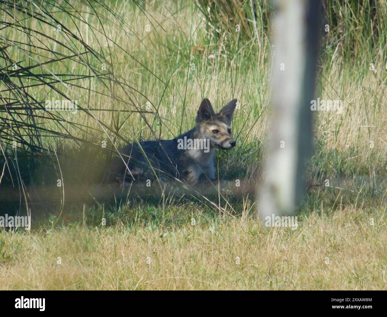 Pampas Fox (Lycalopex gymnocerca) Mammalia Stock Photo - Alamy