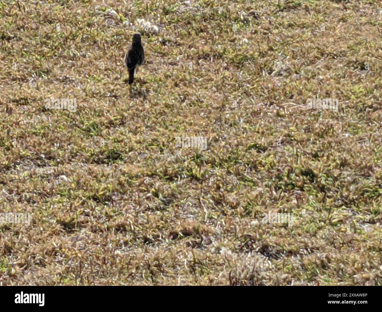 Australian Pipit (Anthus australis) Aves Stock Photo - Alamy