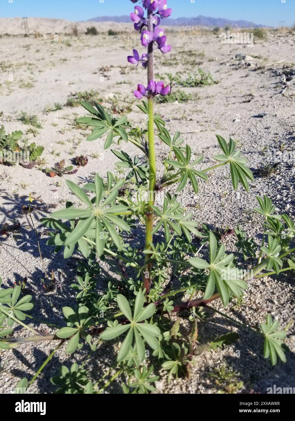 Arizona lupine (Lupinus arizonicus) Plantae Stock Photo - Alamy