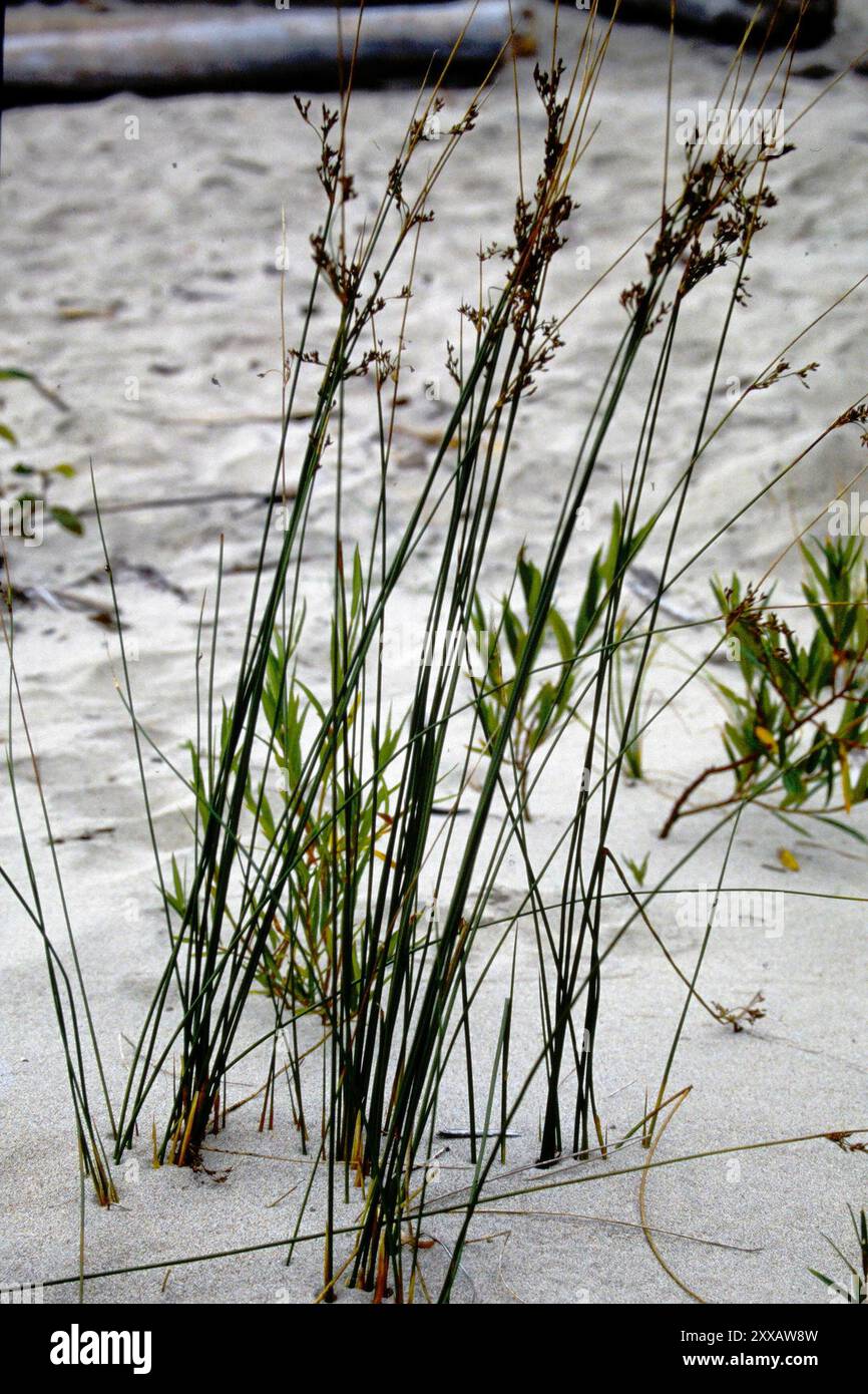 Baltic Rush (Juncus balticus) Plantae Stock Photo - Alamy