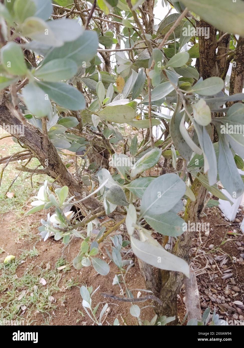 Silver Buttonwood (Conocarpus erectus sericeus) Plantae Stock Photo - Alamy