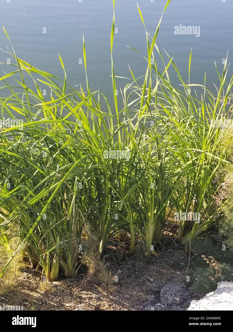 southern cattail (Typha domingensis) Plantae Stock Photo - Alamy